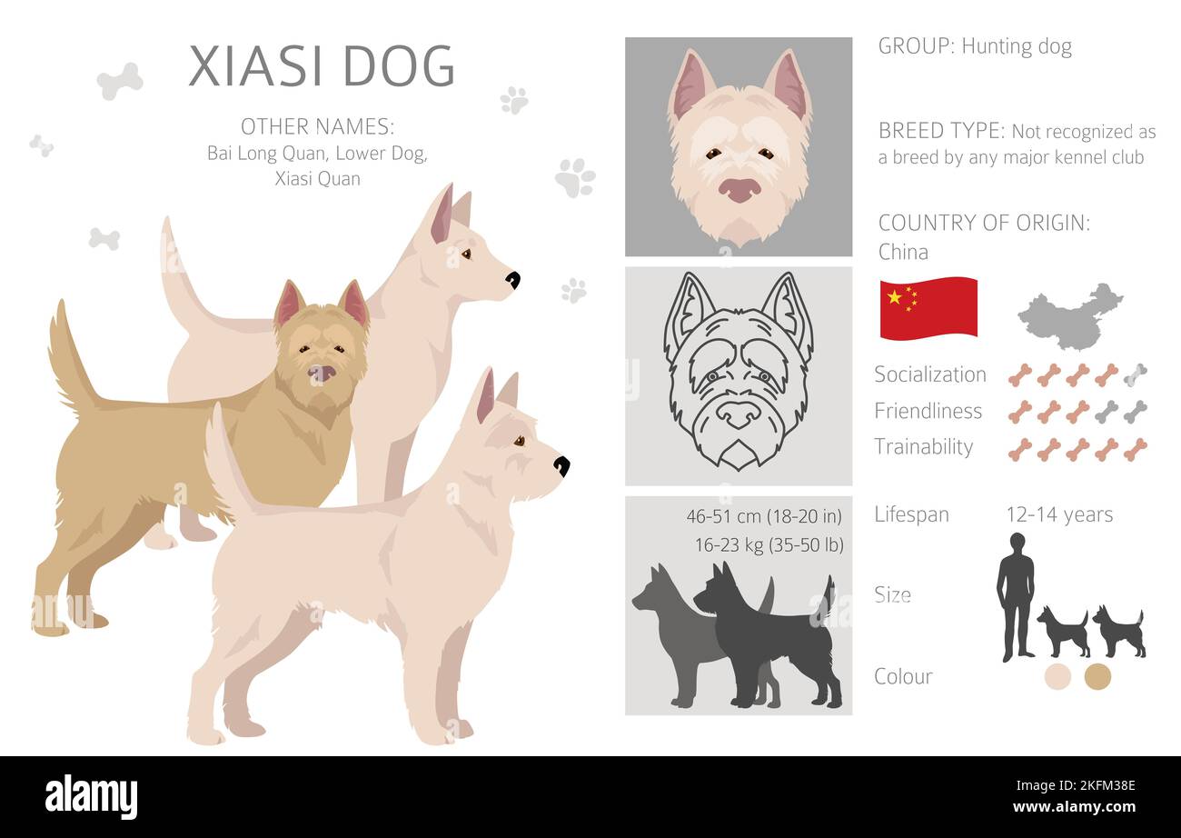 Xiasi-Hundeclipart. Alle Fellfarben eingestellt. Alle Hunderassen ...