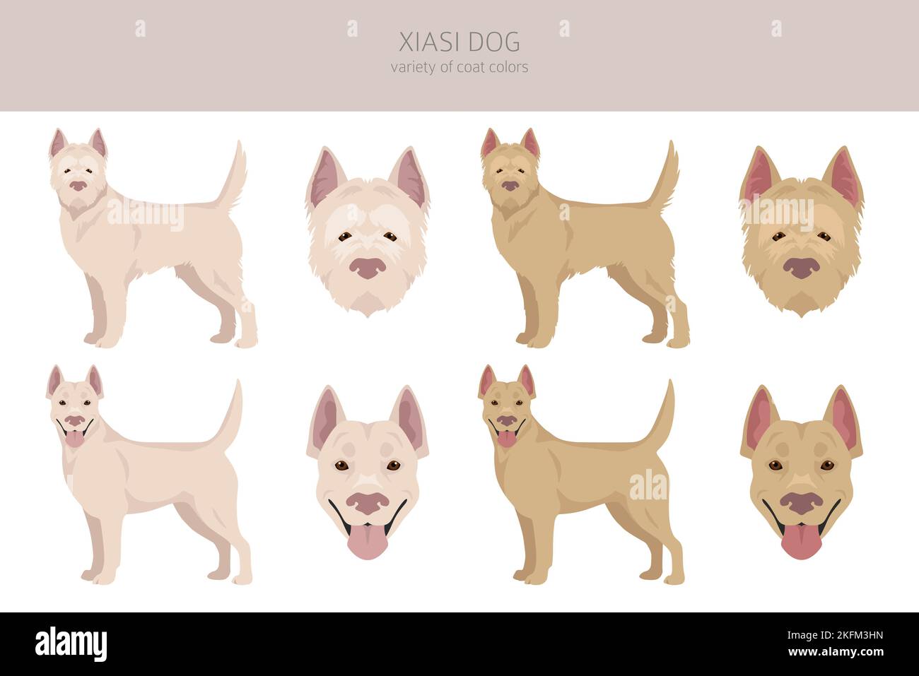 Xiasi-Hundeclipart. Alle Fellfarben eingestellt. Alle Hunderassen ...