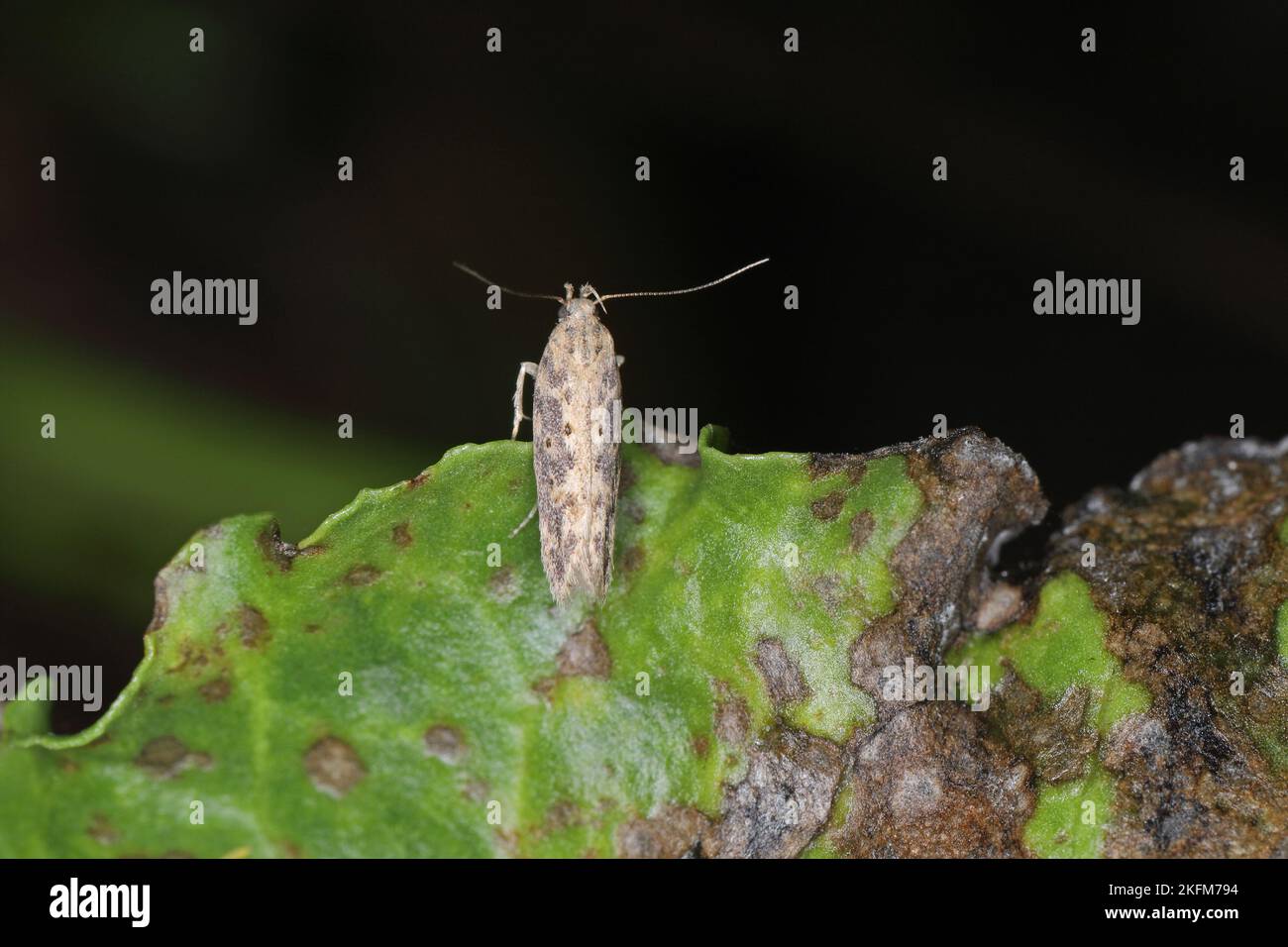 Familie gelechiidae -Fotos und -Bildmaterial in hoher Auflösung – Alamy