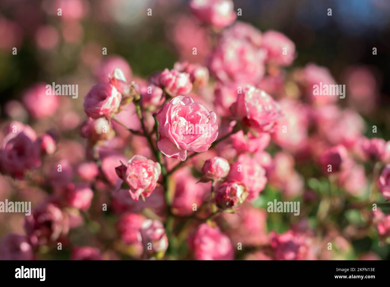 Rosa buschrose -Fotos und -Bildmaterial in hoher Auflösung – Alamy