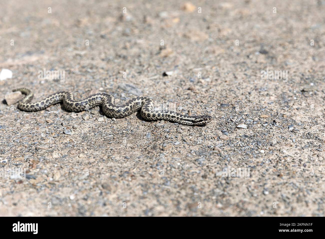 Vipera kaznakovi -Fotos und -Bildmaterial in hoher Auflösung – Alamy