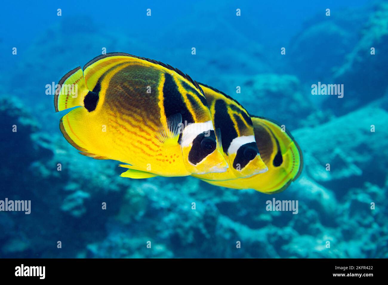 Schmetterling raco 2 doug perrine -Fotos und -Bildmaterial in hoher ...