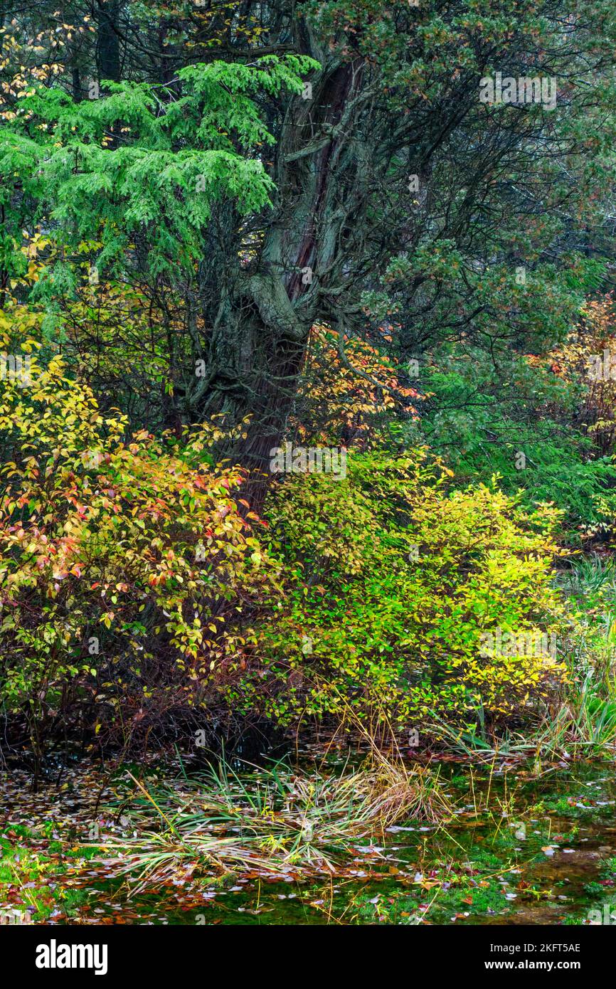 Ein seltenes Sumpfmoor aus Atlabtic White Cedar befindet sich im Gebiet ...