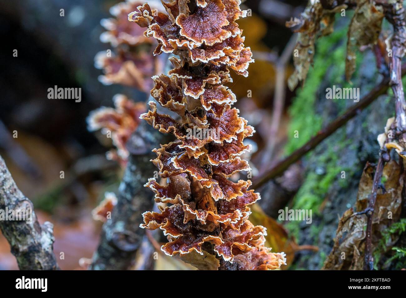 Bleeding oak crust -Fotos und -Bildmaterial in hoher Auflösung – Alamy