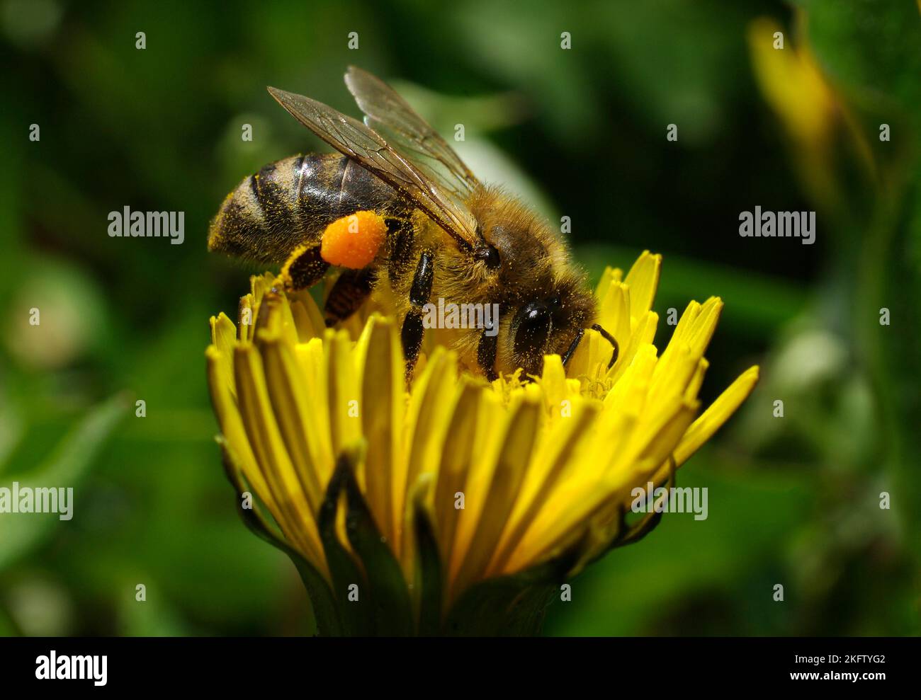Flora y fauna europa -Fotos und -Bildmaterial in hoher Auflösung – Alamy