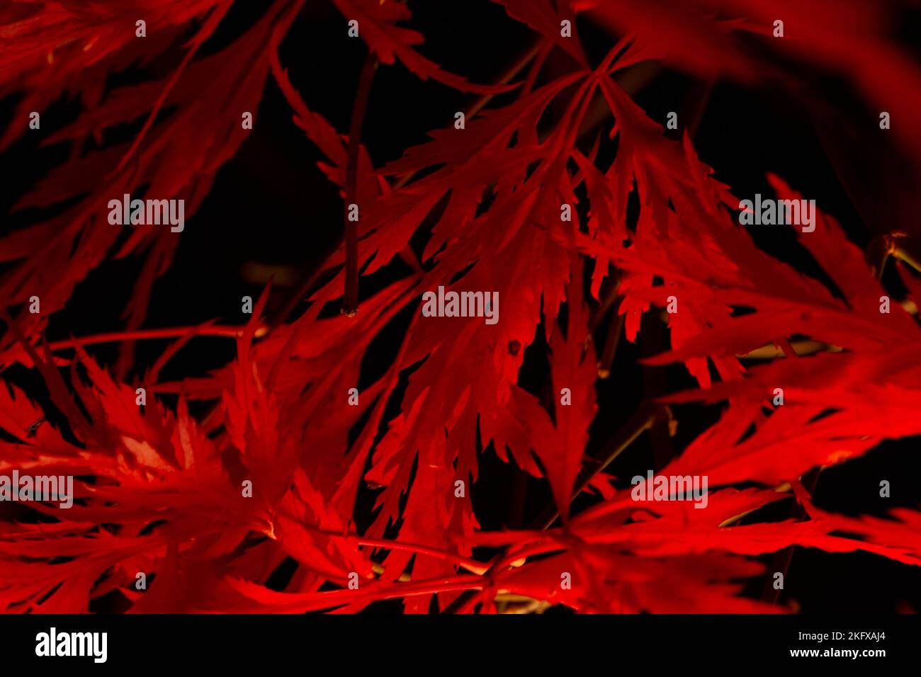 Feuille mortes -Fotos und -Bildmaterial in hoher Auflösung – Alamy