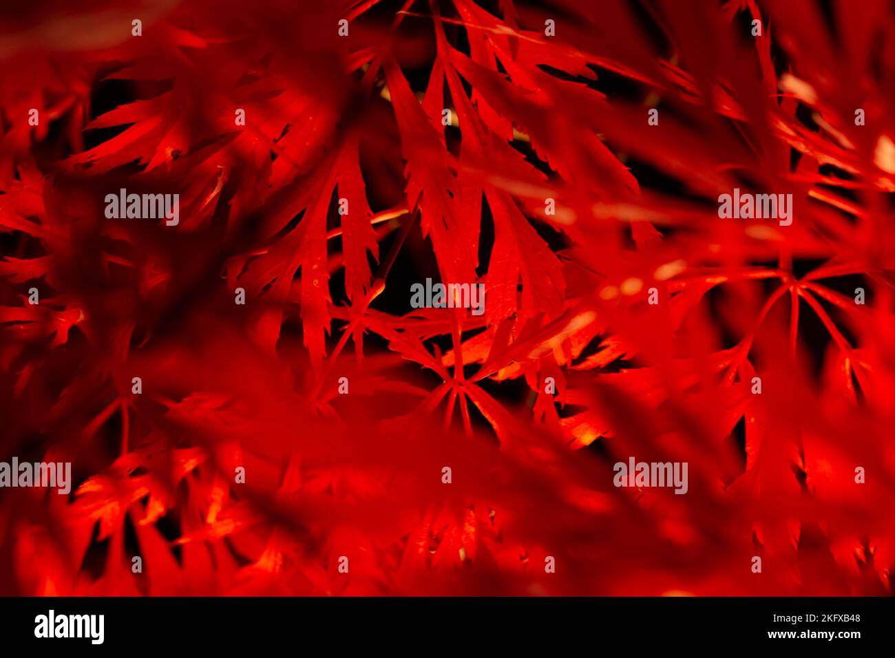 Feuille mortes -Fotos und -Bildmaterial in hoher Auflösung – Alamy