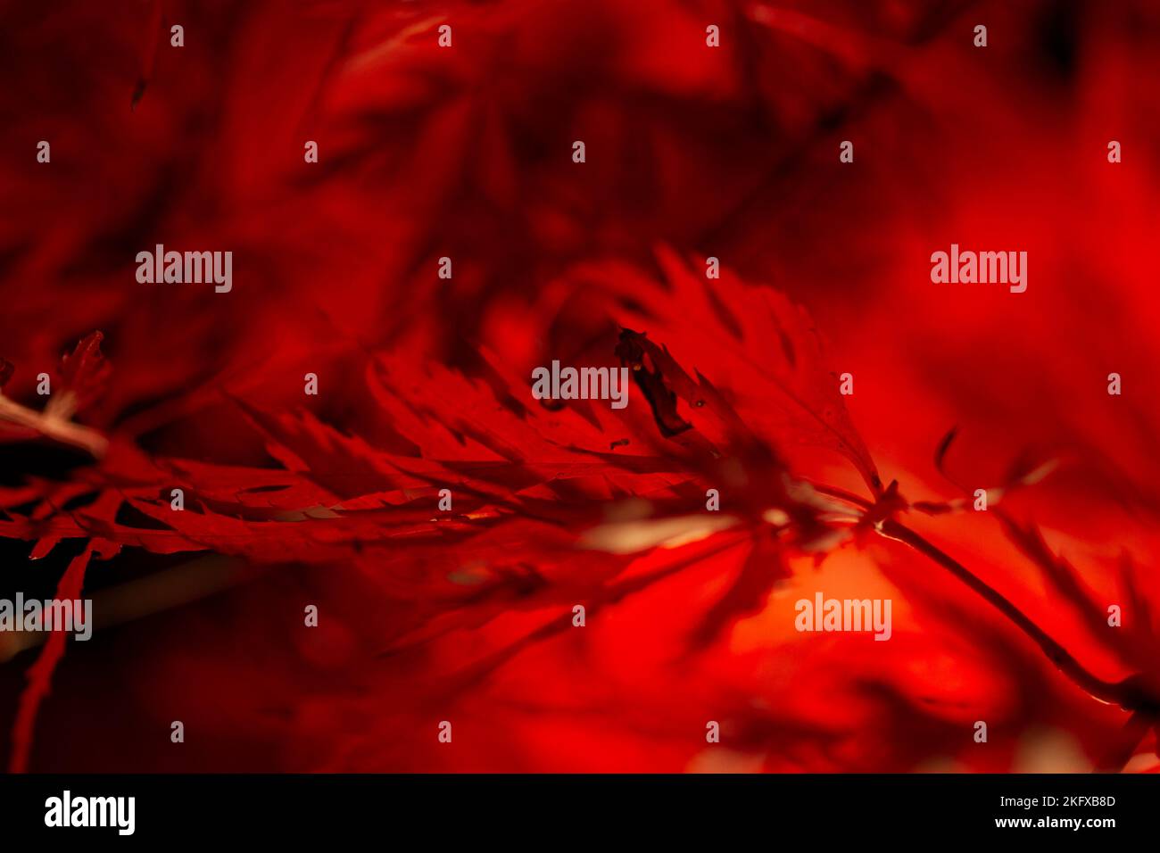 Feuille mortes -Fotos und -Bildmaterial in hoher Auflösung – Alamy