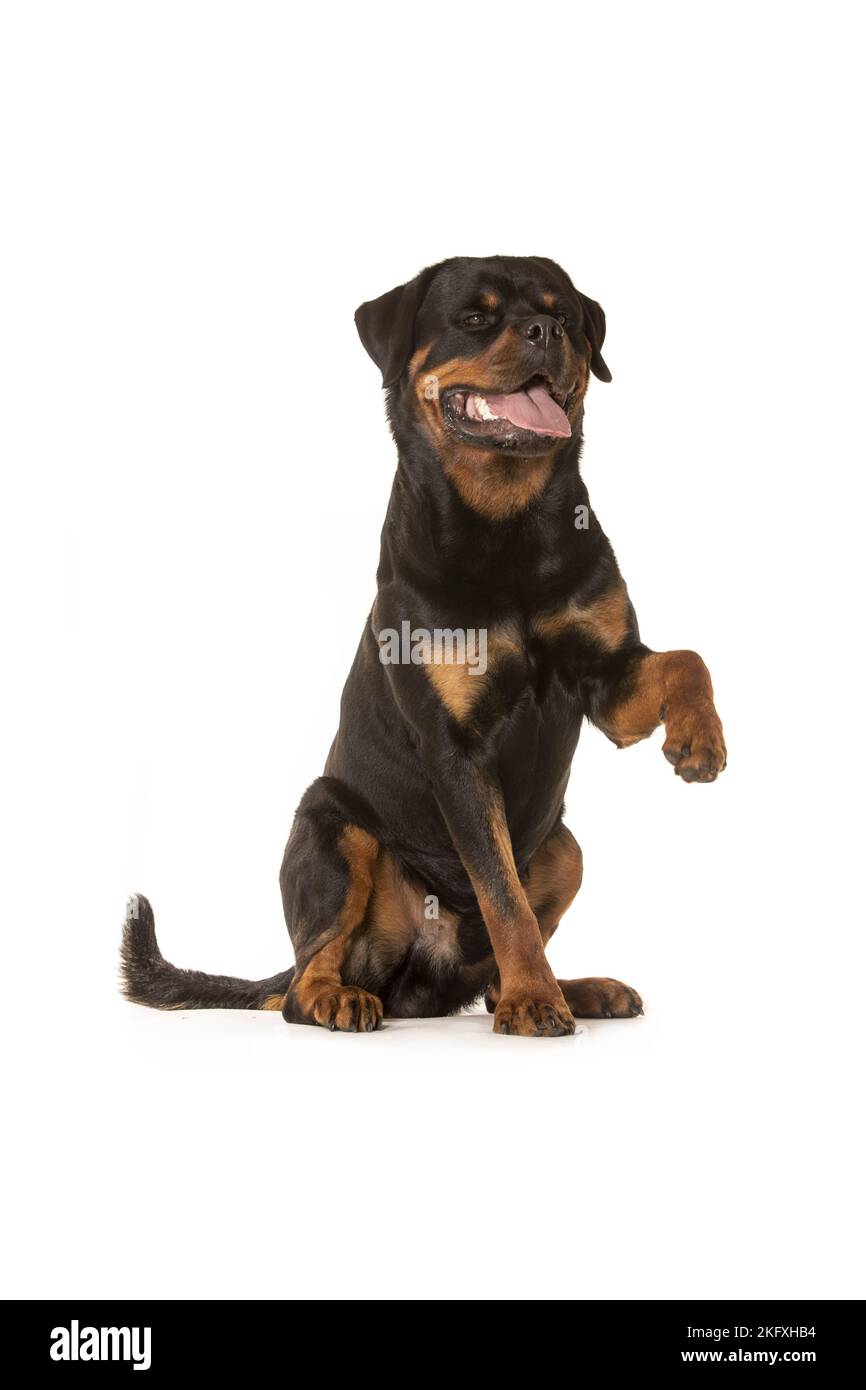 Gib die pfote Ausgeschnittene Stockfotos und -bilder - Alamy