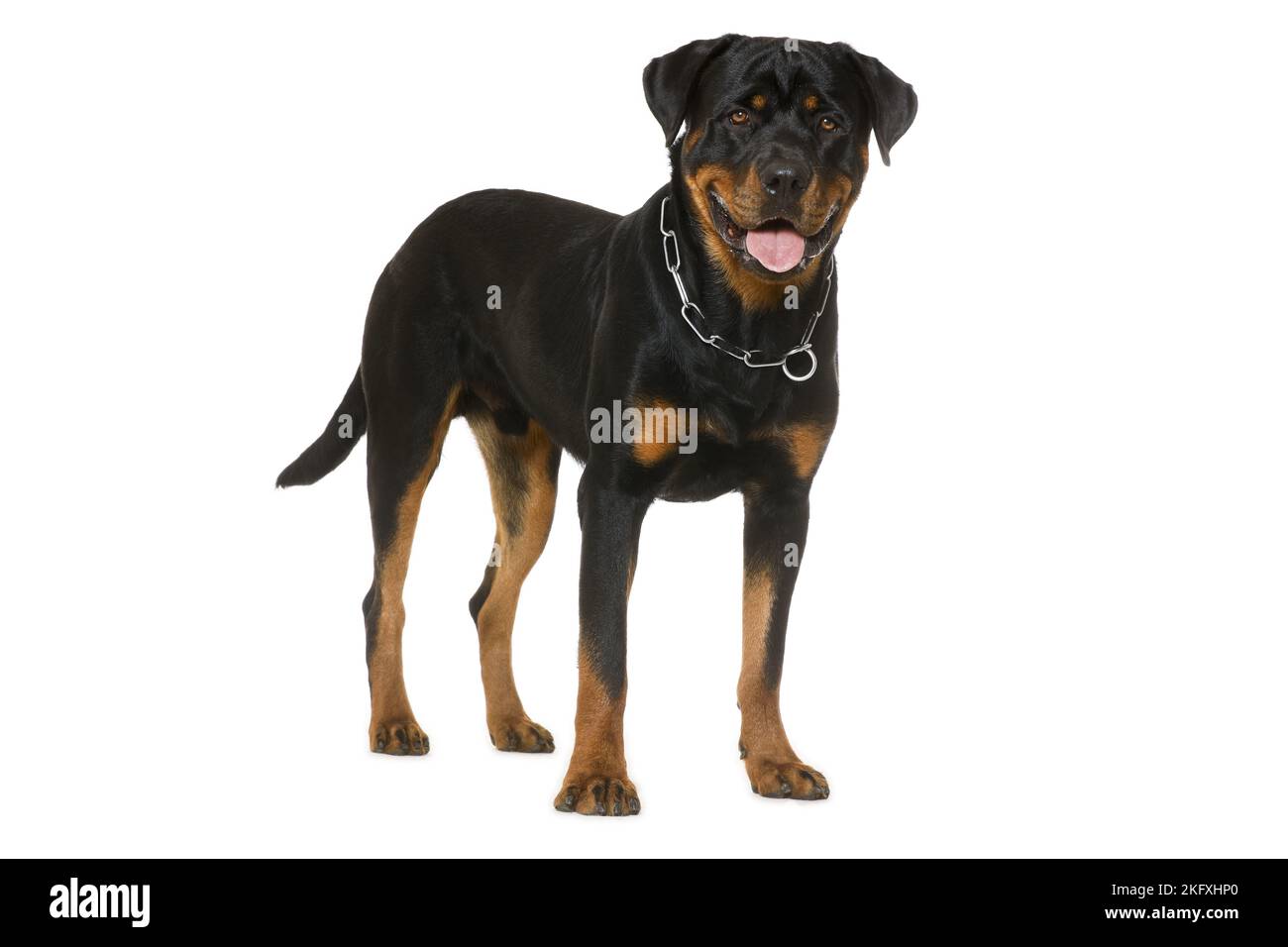 Chain collar rottweiler -Fotos und -Bildmaterial in hoher Auflösung – Alamy