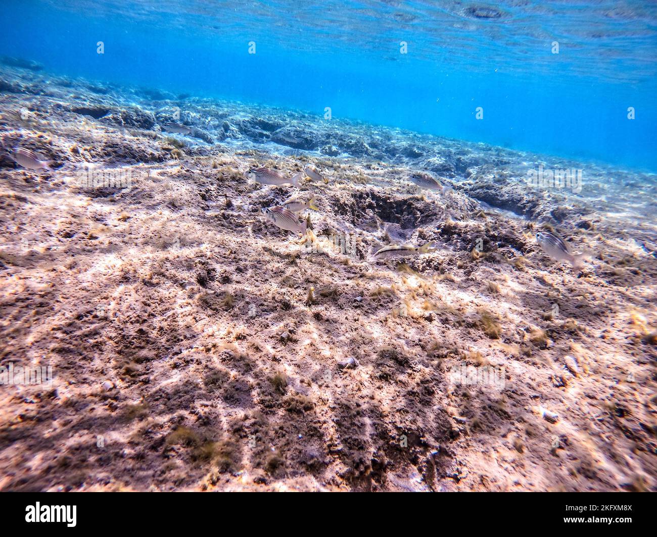 Arabischer Spinecheek, bekannt als Scolopsis Ghanam unter Wasser am ...