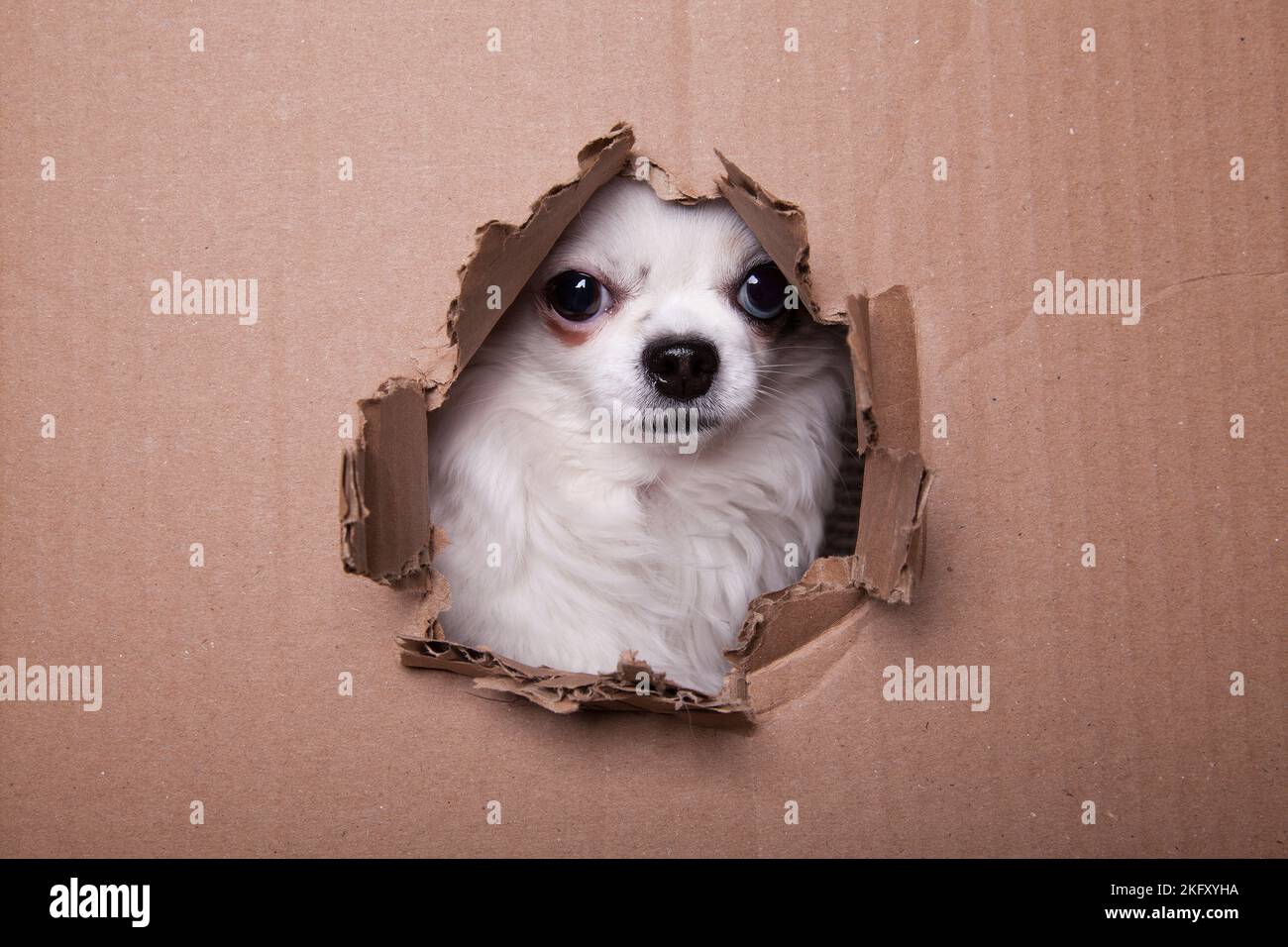 Weißer karton mit loch -Fotos und -Bildmaterial in hoher Auflösung – Alamy