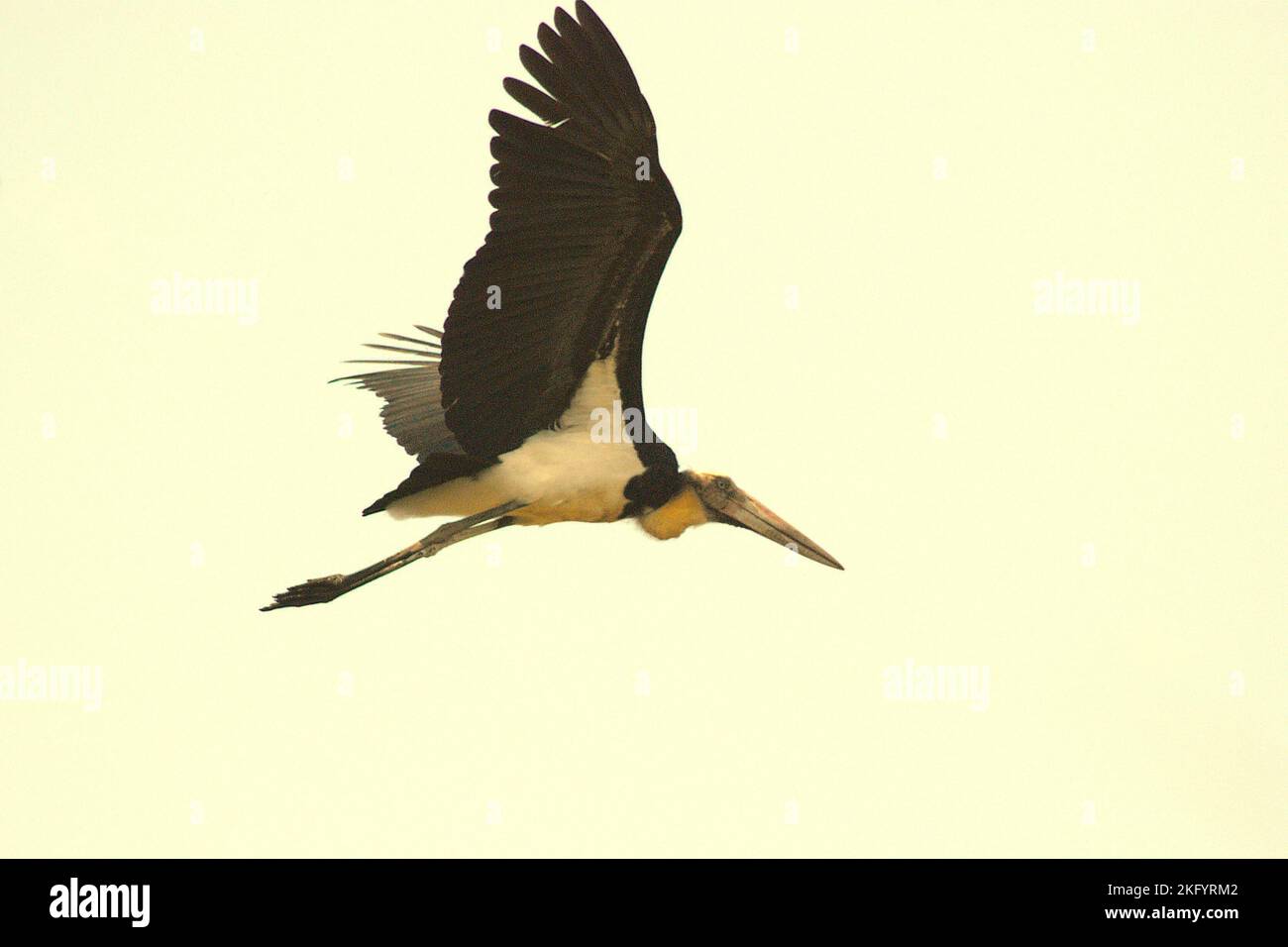 Ein Storch – geringerer Adjutant (Leptoptilos javanicus) – fliegt über ...