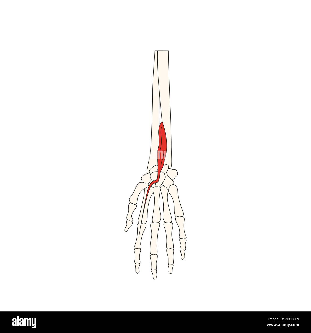 Menschliche Anatomie Drawing Muscle extensor indicis Stockfotografie ...
