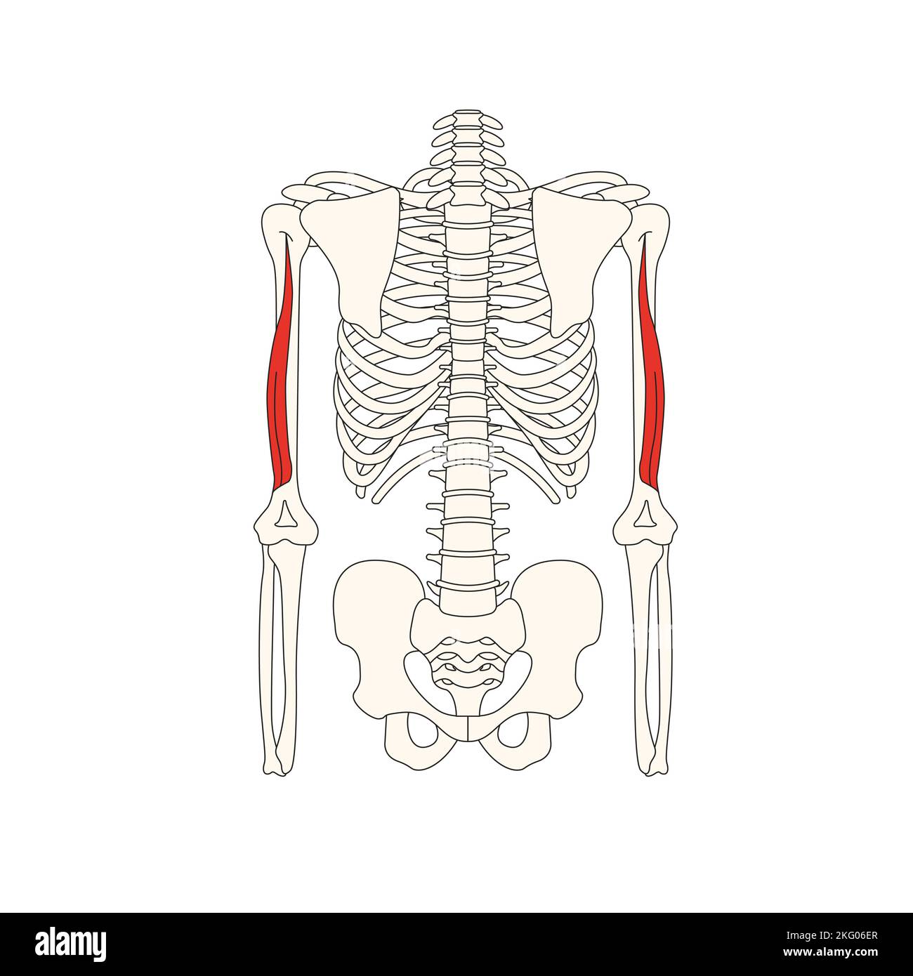 Menschliche Anatomie Drawing Musculus rectus capitis lateralis ...