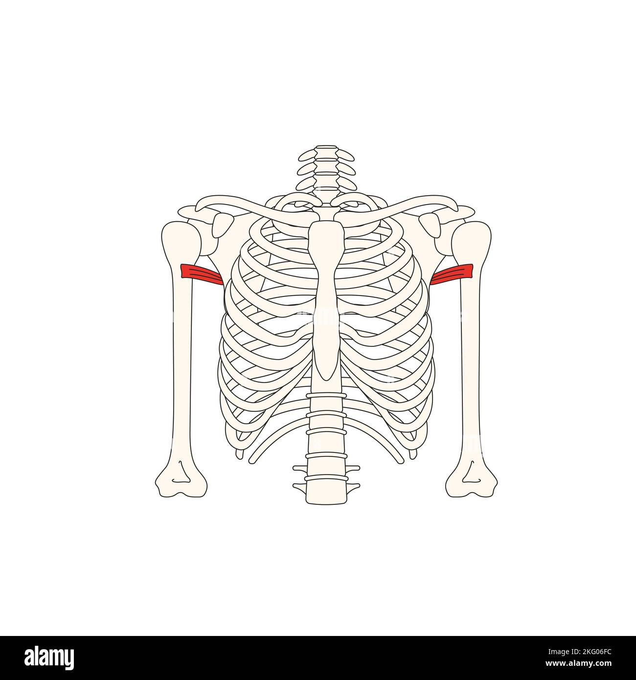 Menschliche Anatomie Drawing Musculus teres major Stockfotografie - Alamy