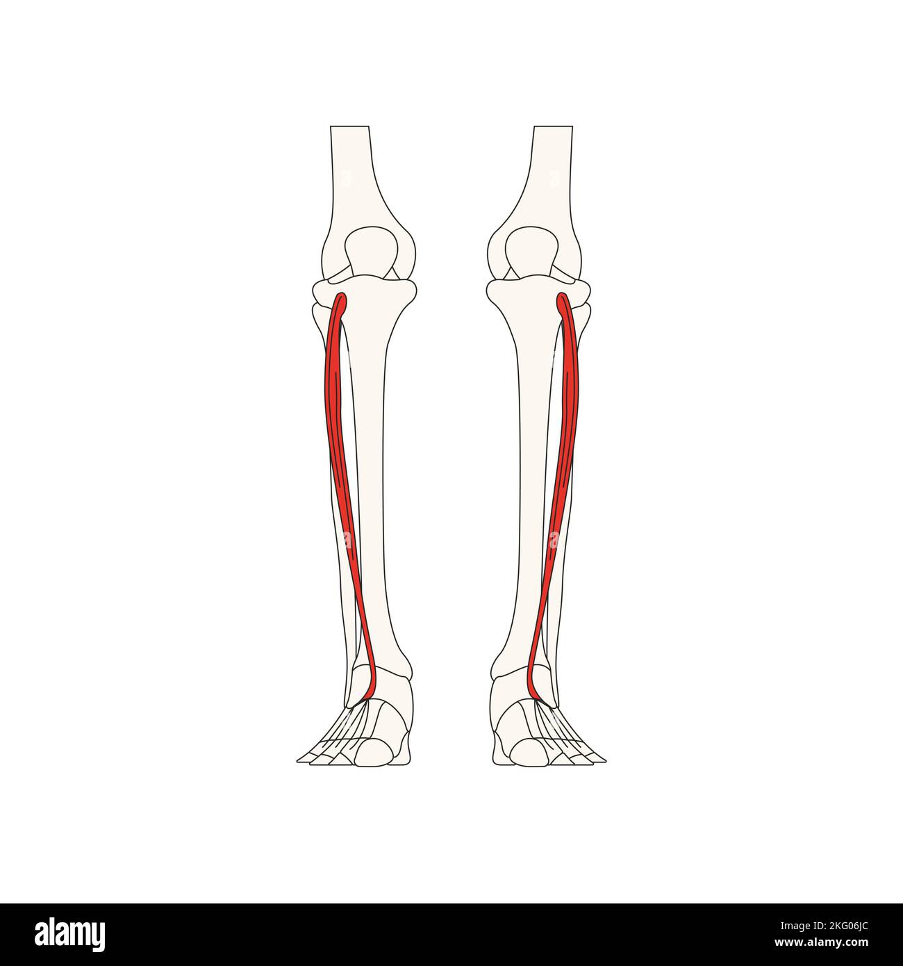 Menschliche Anatomie des M. drawing Flexor digitorum longus ...