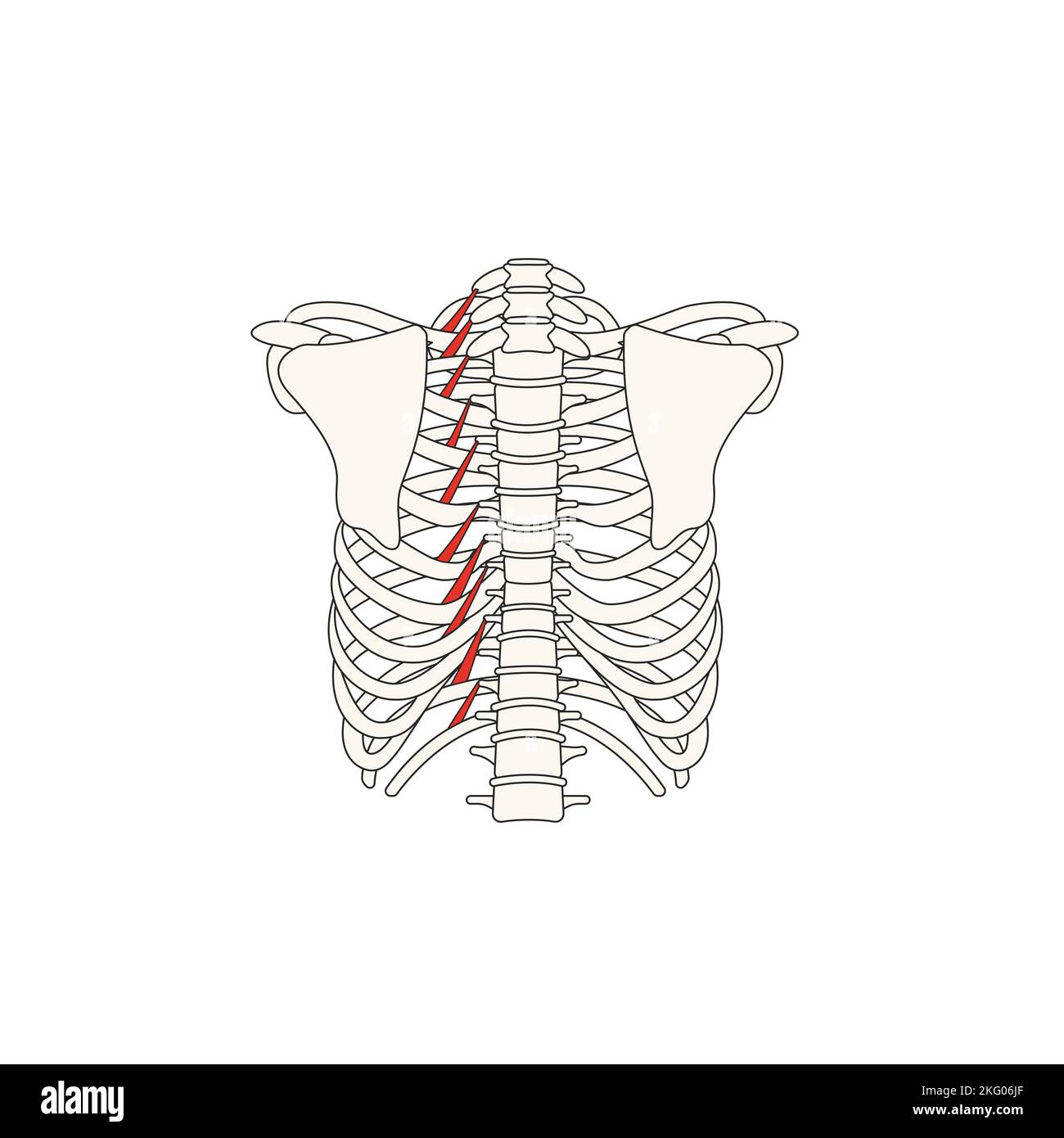 Menschliche Anatomie Drawing musculi levatores costarum longi ...