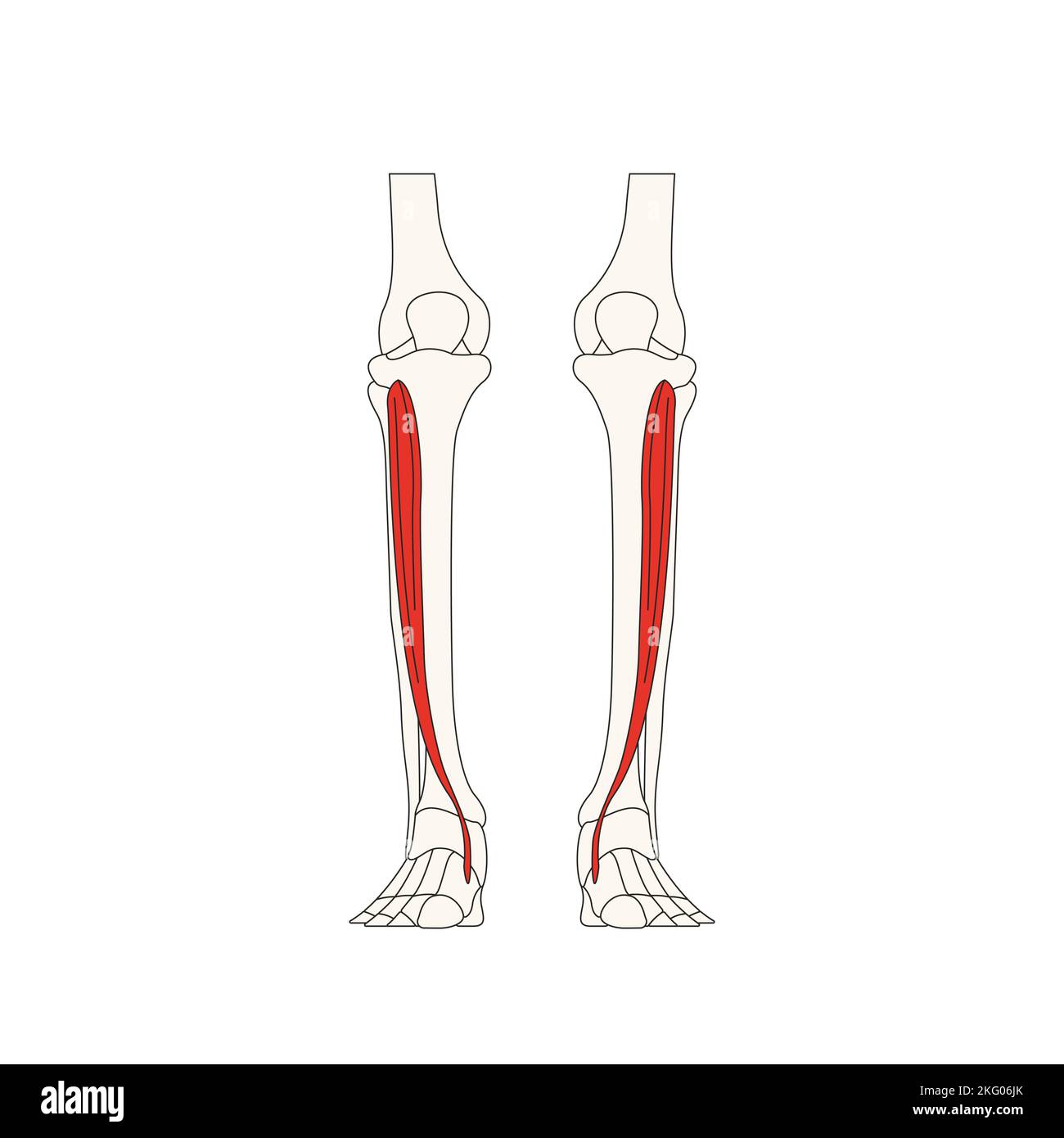 Menschliche Anatomie drawing tibial muscle Stockfotografie - Alamy