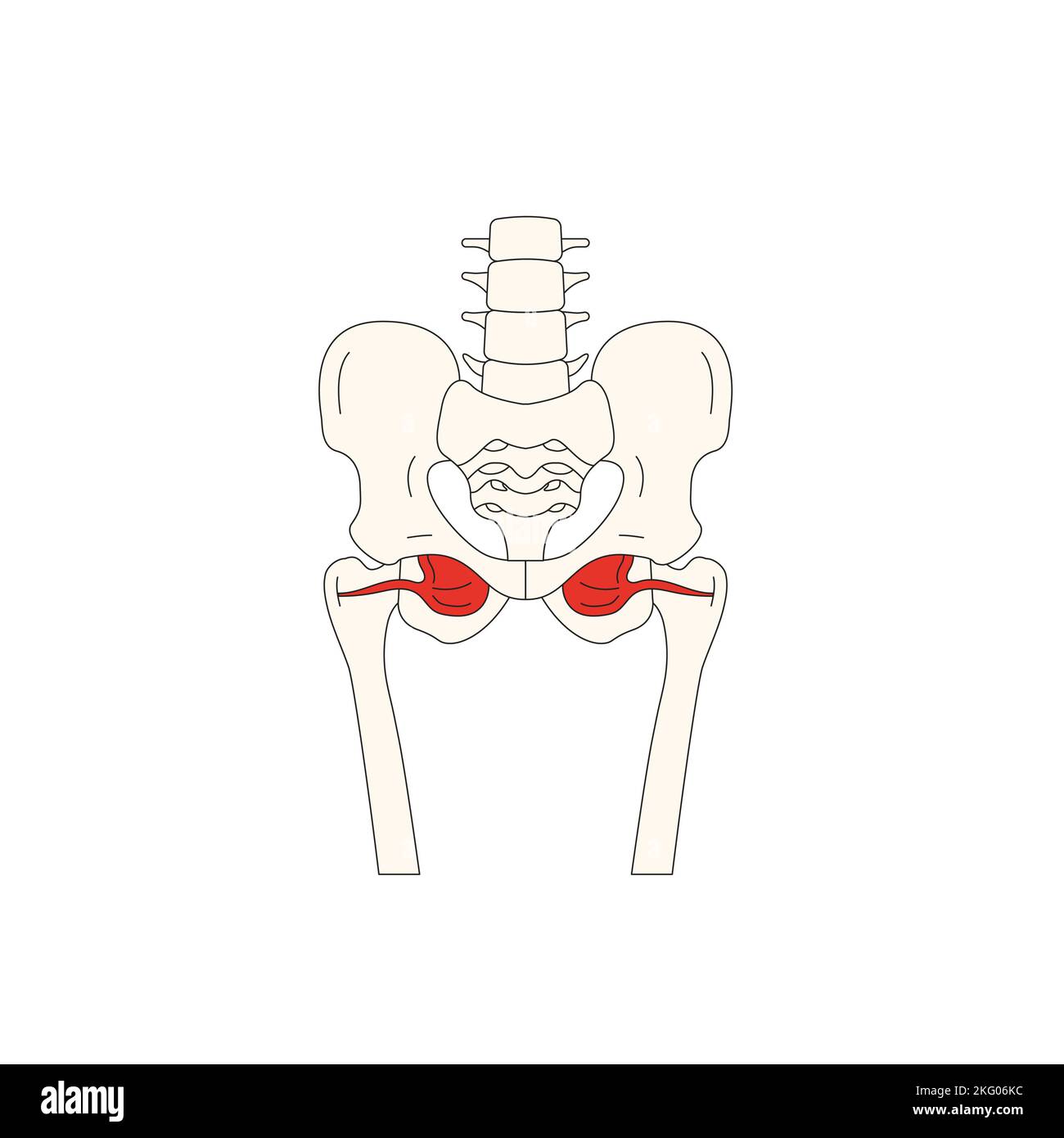 Obturator Muscle Obturator Internus Muscles Fotos Und Bildmaterial