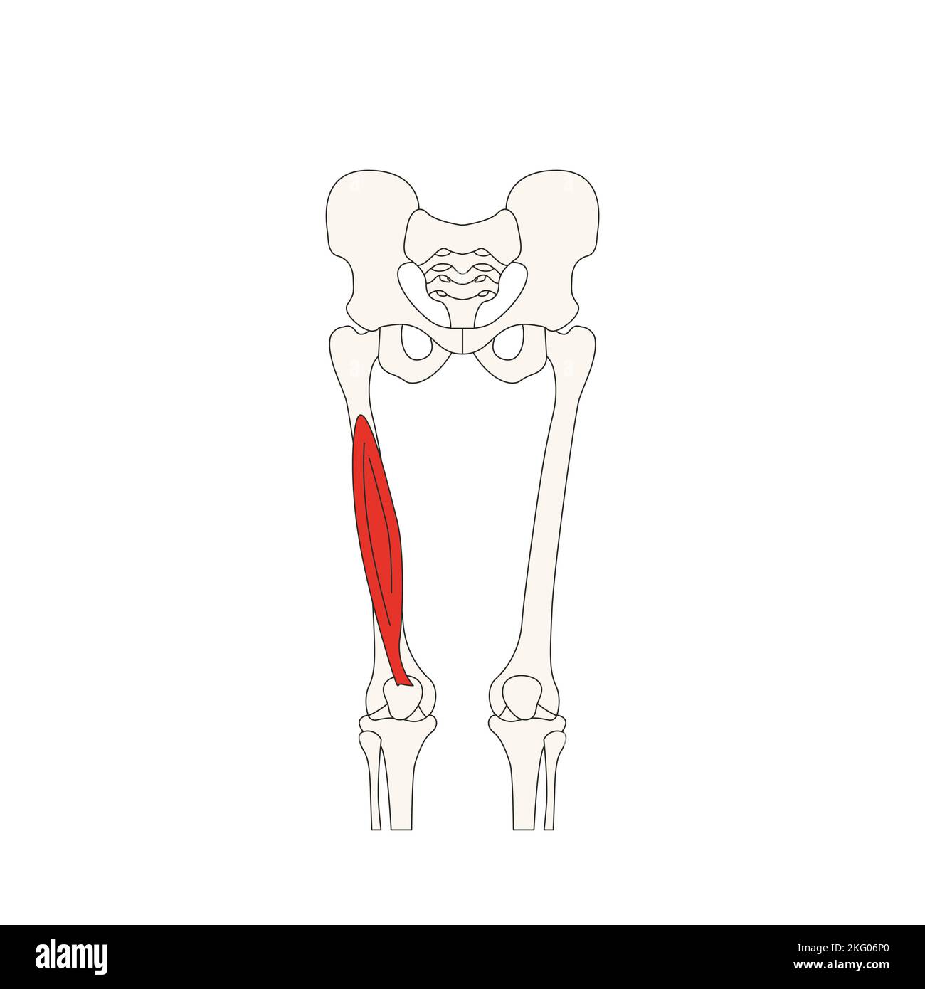 Menschliche Anatomie Drawing vastus intermedius Stockfotografie - Alamy