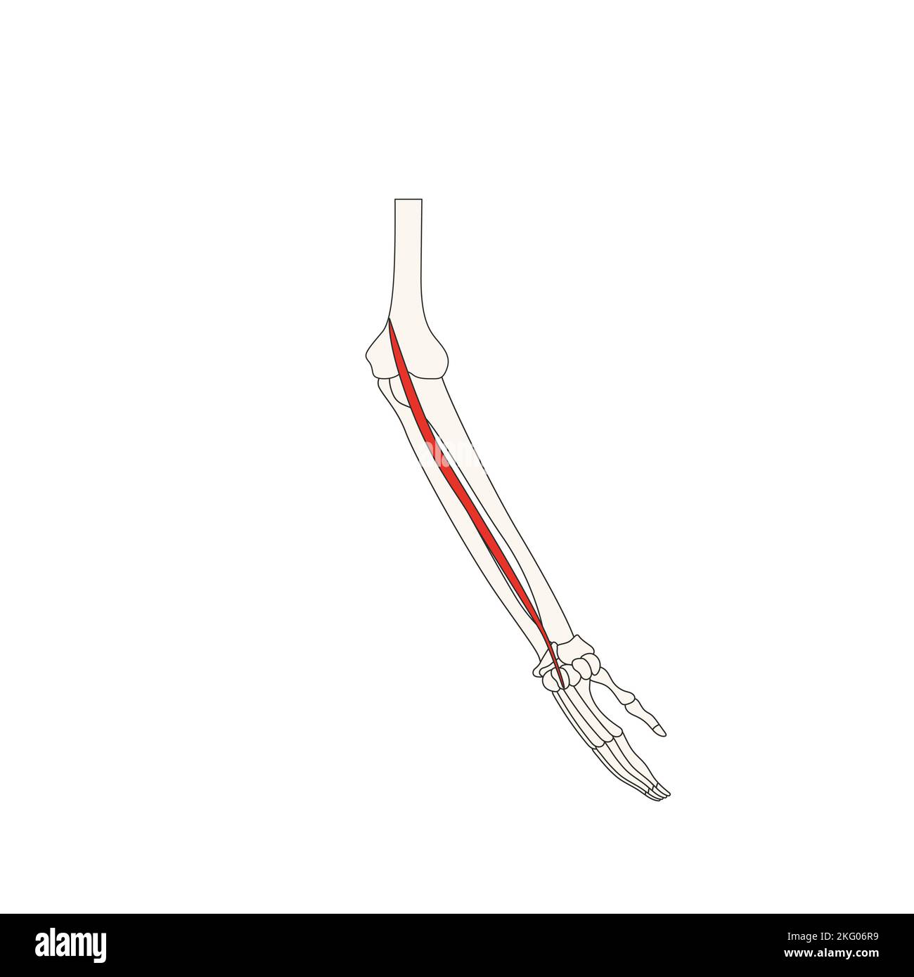 Menschliche Anatomie drawing extensor carpi radialis brevis ...