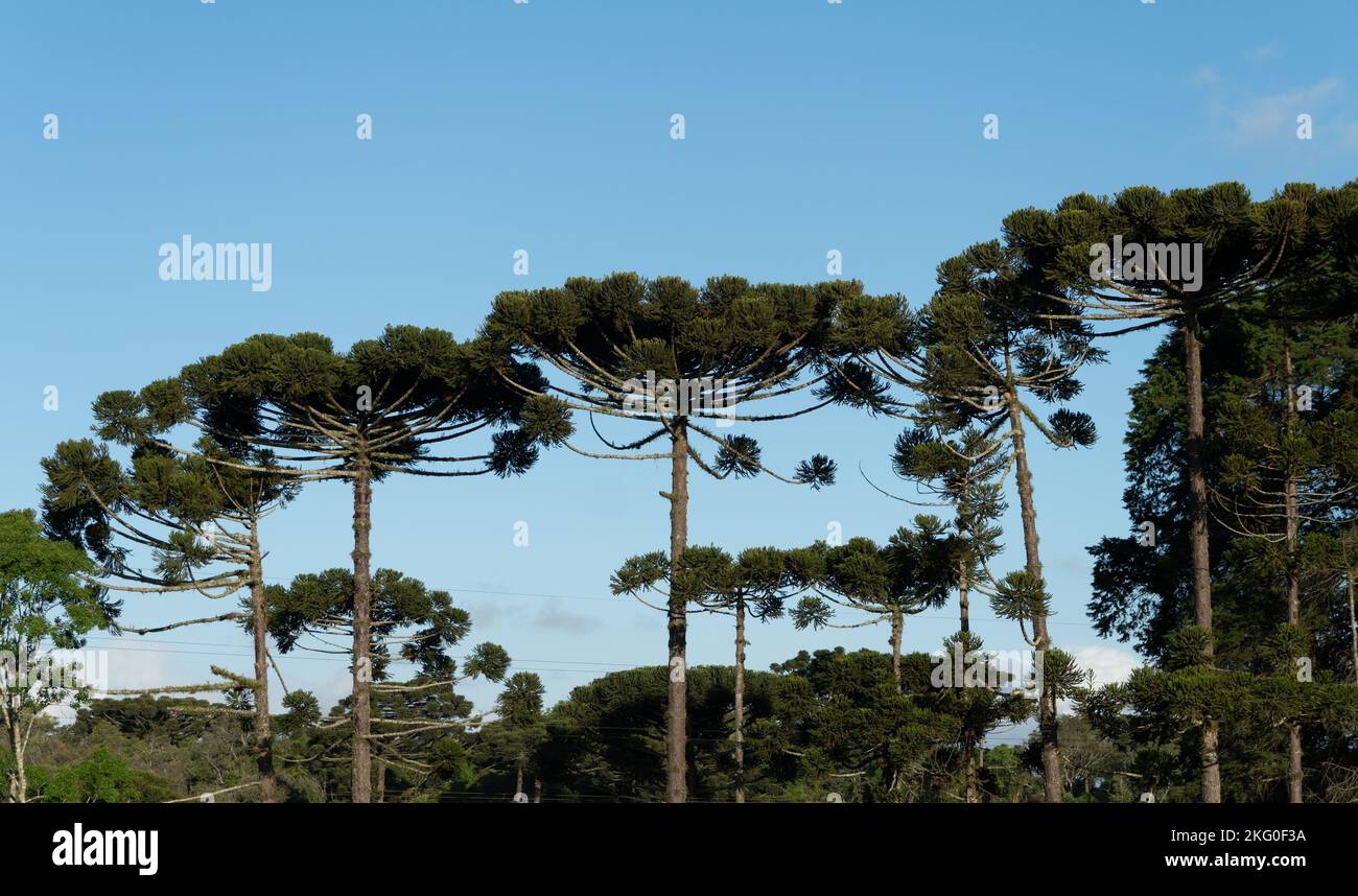 Die für Südbrasilien typische Araukarien- oder Parana-Kiefer ist vom Aussterben bedroht ...