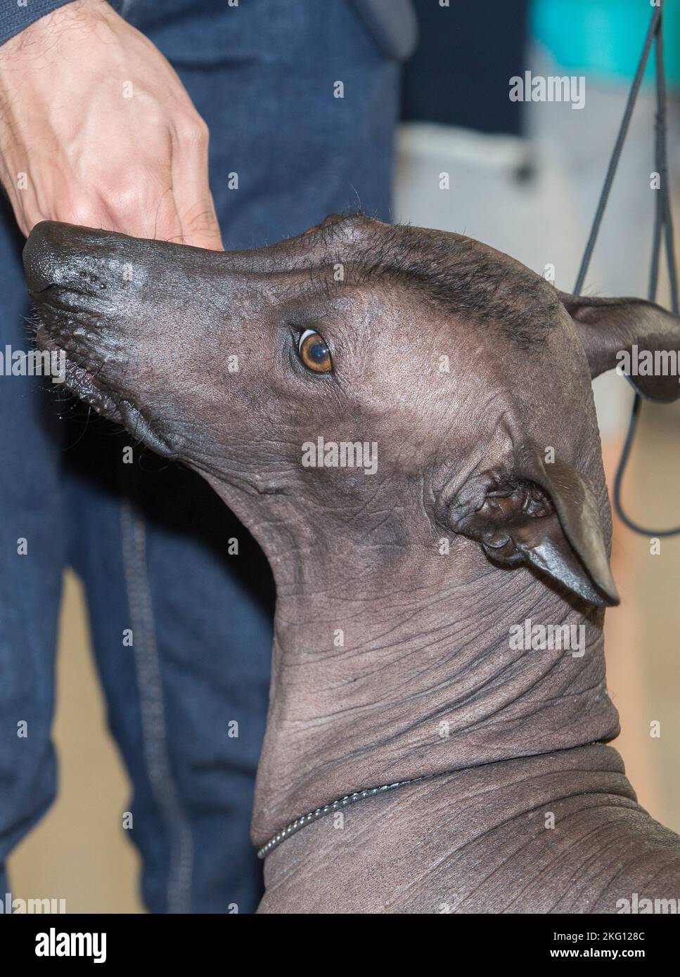 Perro pelon mexicano -Fotos und -Bildmaterial in hoher Auflösung – Alamy