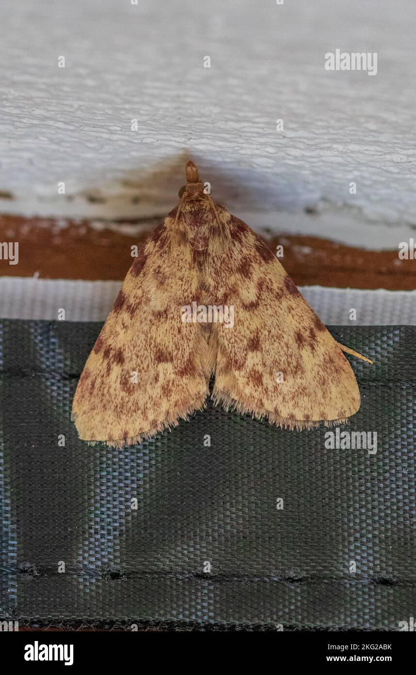 Tabby motten -Fotos und -Bildmaterial in hoher Auflösung – Alamy