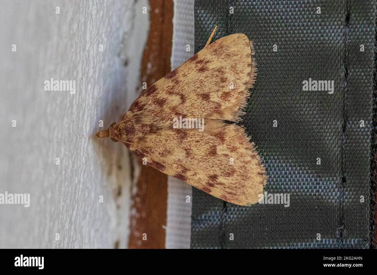 Tabby motten -Fotos und -Bildmaterial in hoher Auflösung – Alamy