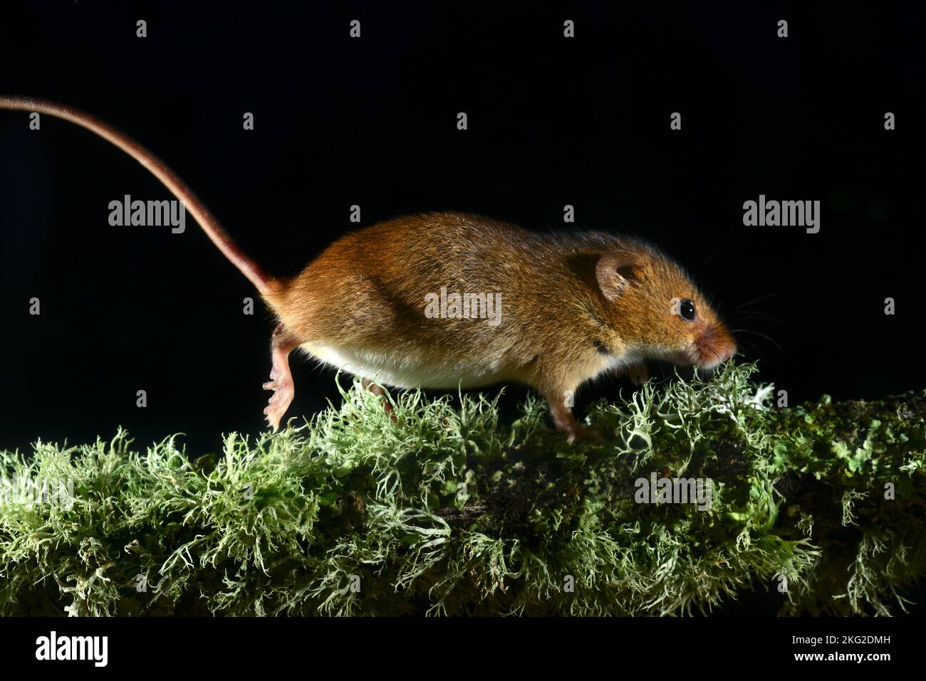 Fauna mouse mice -Fotos und -Bildmaterial in hoher Auflösung – Alamy