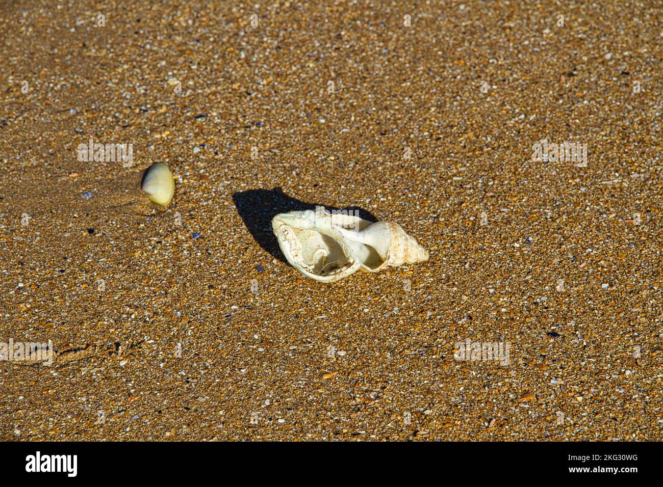 Muschelstrand frankreich -Fotos und -Bildmaterial in hoher Auflösung ...