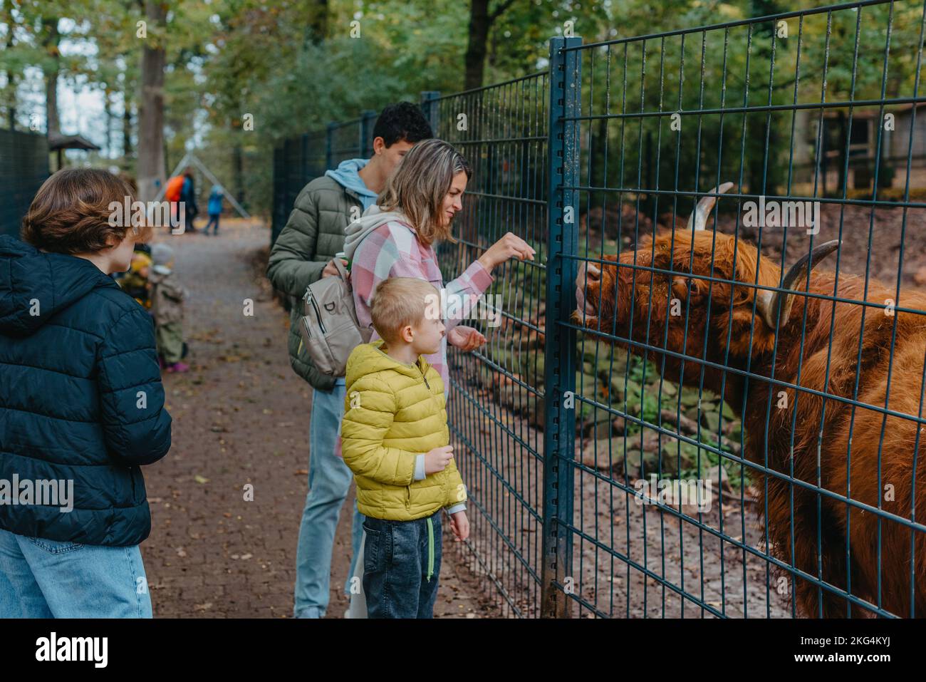 Familie mit Kind im Zoo füttert Büffel. Glückliche Familie, junge ...
