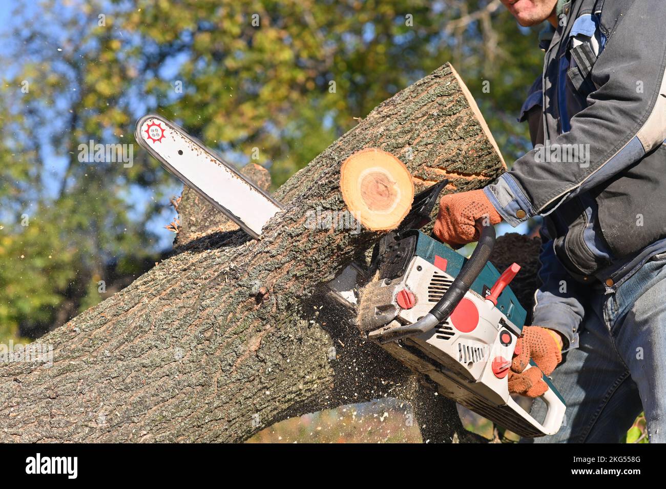 Ein Holzfäller sägt einen Baum mit einer Kettensäge. Ein Mann schneidet ...
