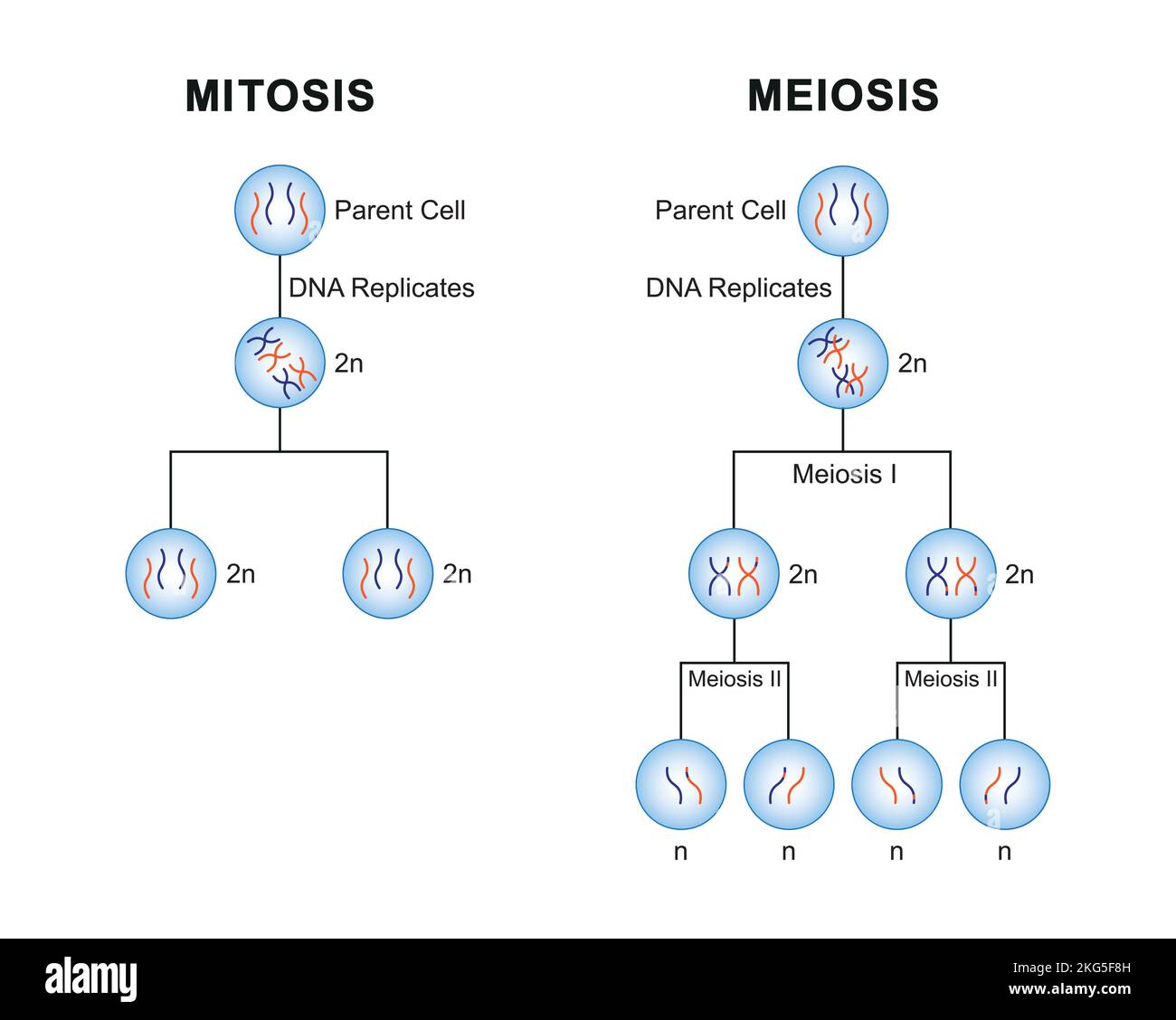 Wissenschaftliche Entwicklung von Unterschieden zwischen Mitose und ...