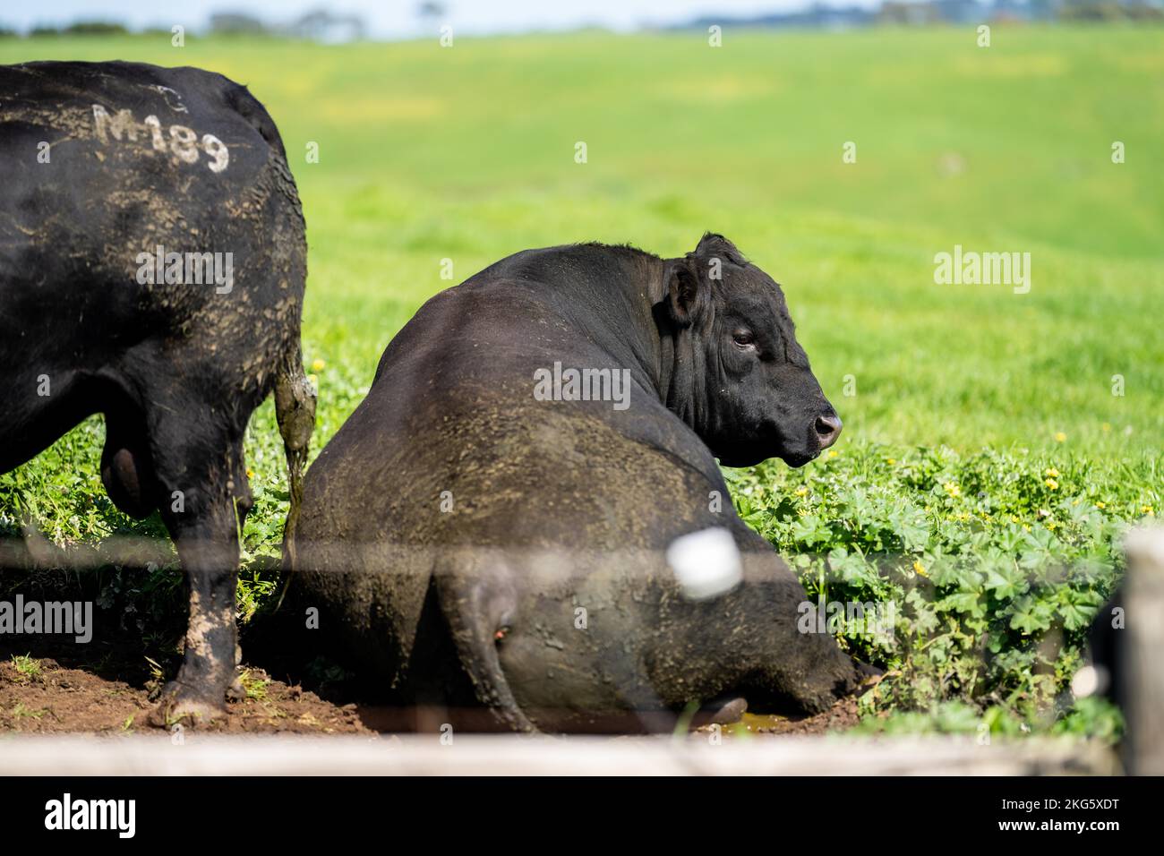 angus und Wagyu streicheln Kühe und Bullen im Frühling auf einem Bauernhof Stockfotografie - Alamy