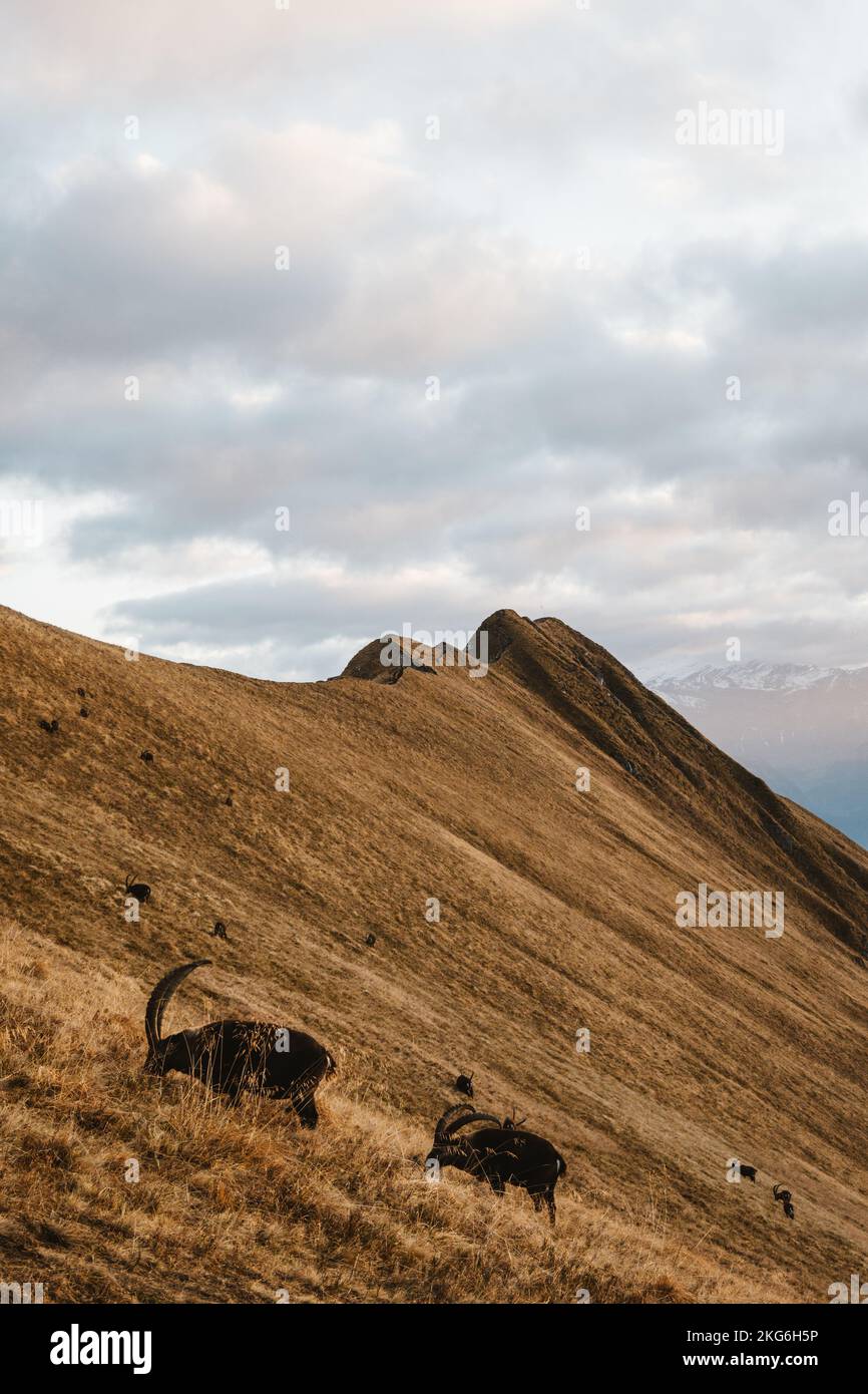 Ziege am berg -Fotos und -Bildmaterial in hoher Auflösung – Alamy