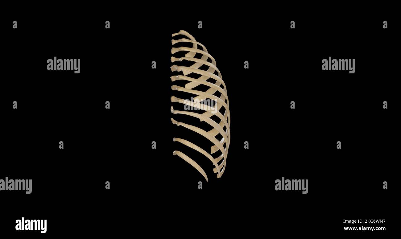 Anzahl der rippen -Fotos und -Bildmaterial in hoher Auflösung – Alamy
