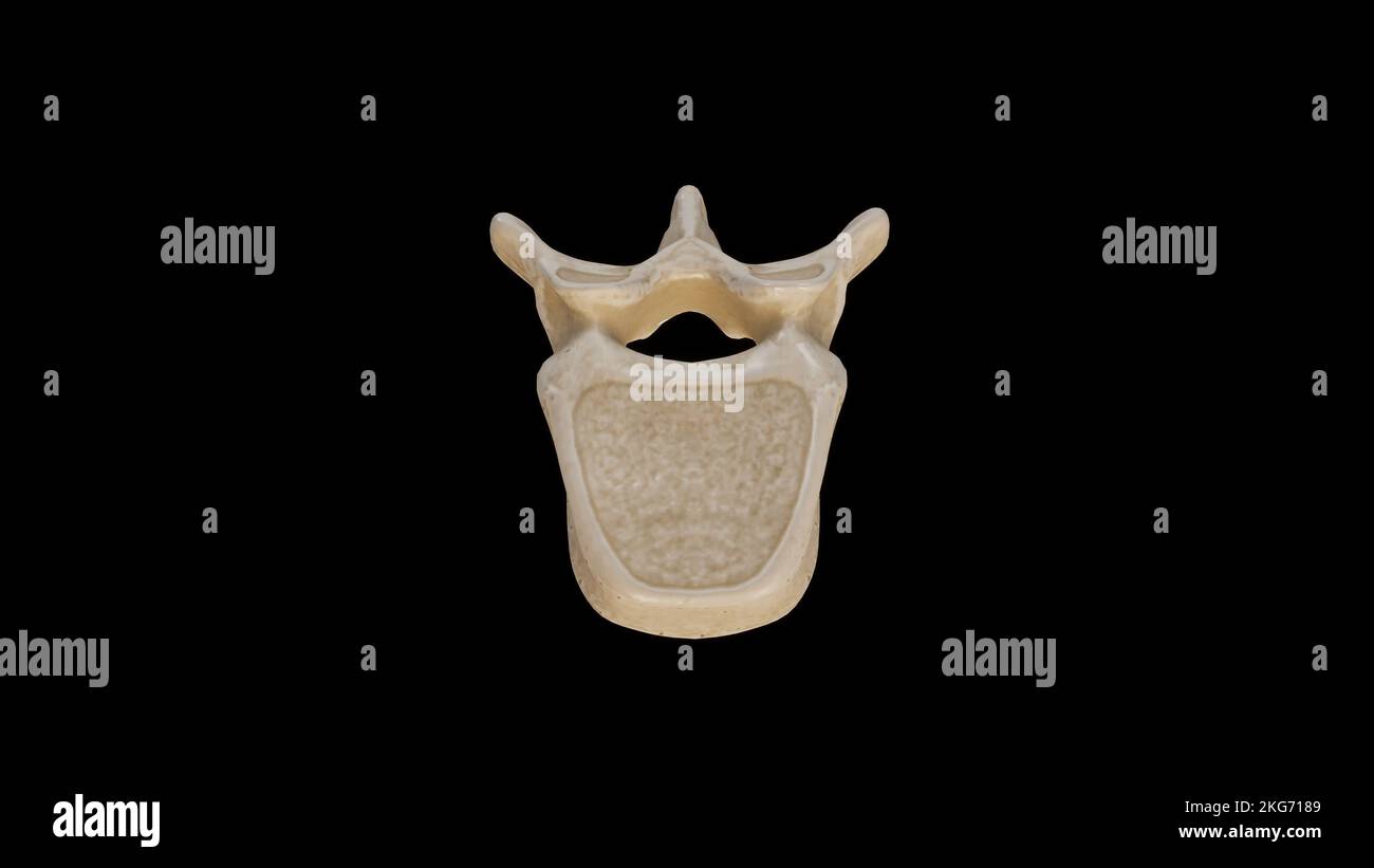 Superior articular process -Fotos und -Bildmaterial in hoher Auflösung ...