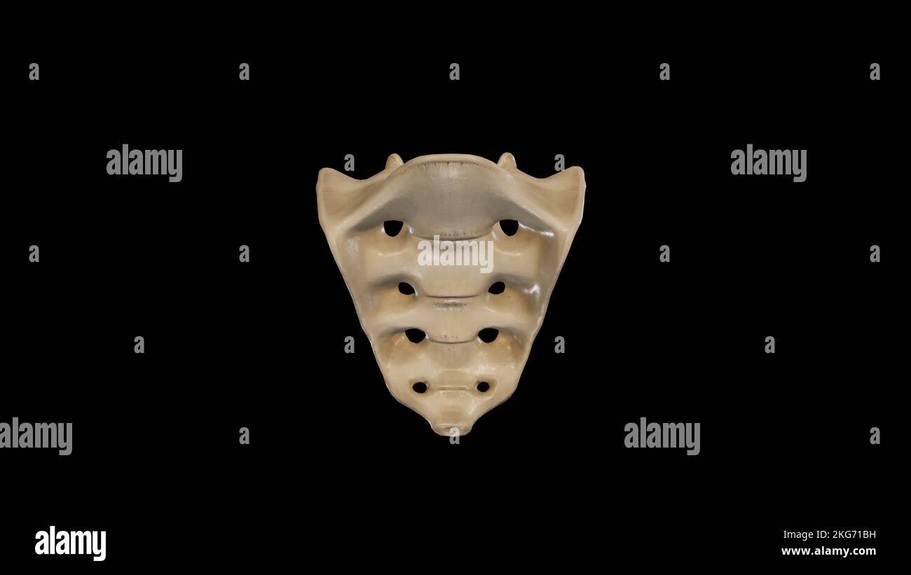Ala of sacrum -Fotos und -Bildmaterial in hoher Auflösung – Alamy