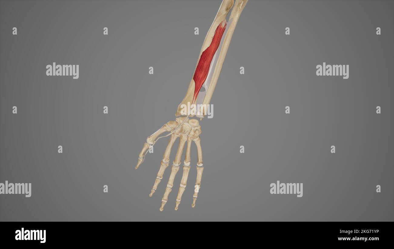 Flexor digitorum longus -Fotos und -Bildmaterial in hoher Auflösung – Alamy