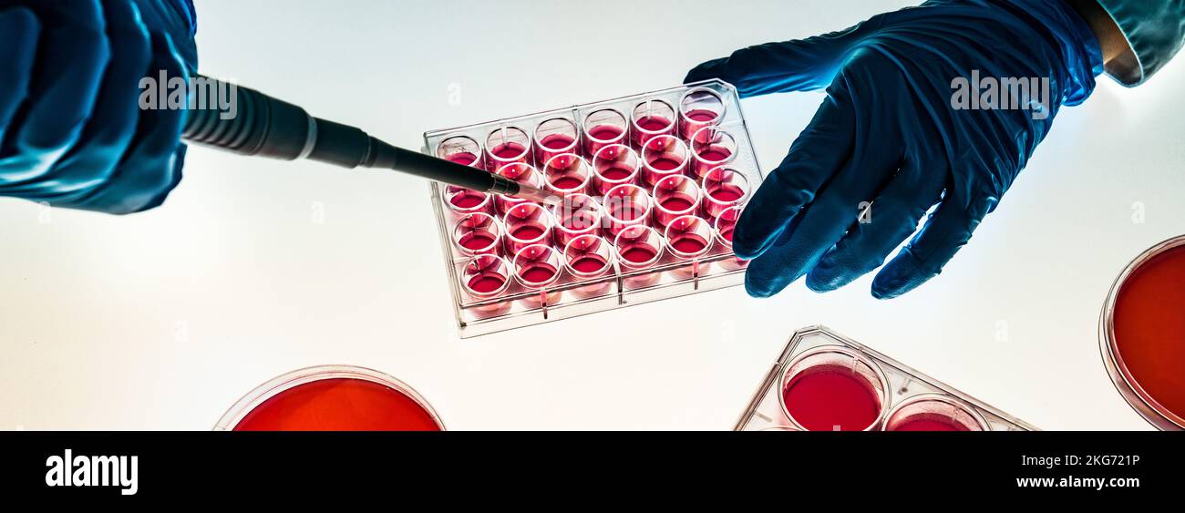 Laborassistent in einem mikrobiologischen Labor, der PCR-DNA-Analysen ...