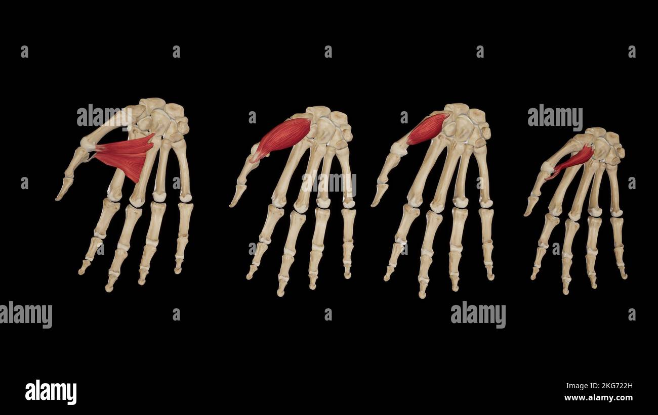 Anatomy muscles hand -Fotos und -Bildmaterial in hoher Auflösung – Alamy