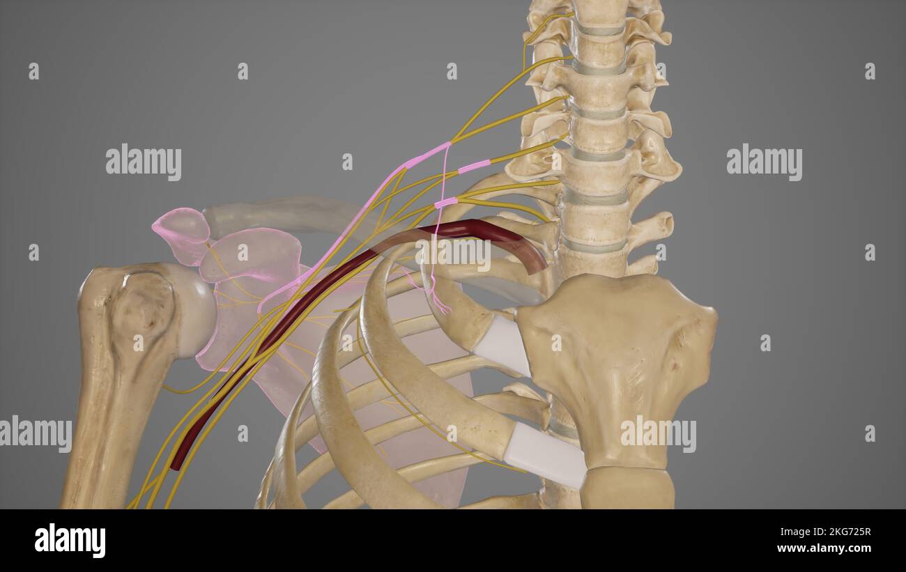 Divisions du plexus brachial -Fotos und -Bildmaterial in hoher ...
