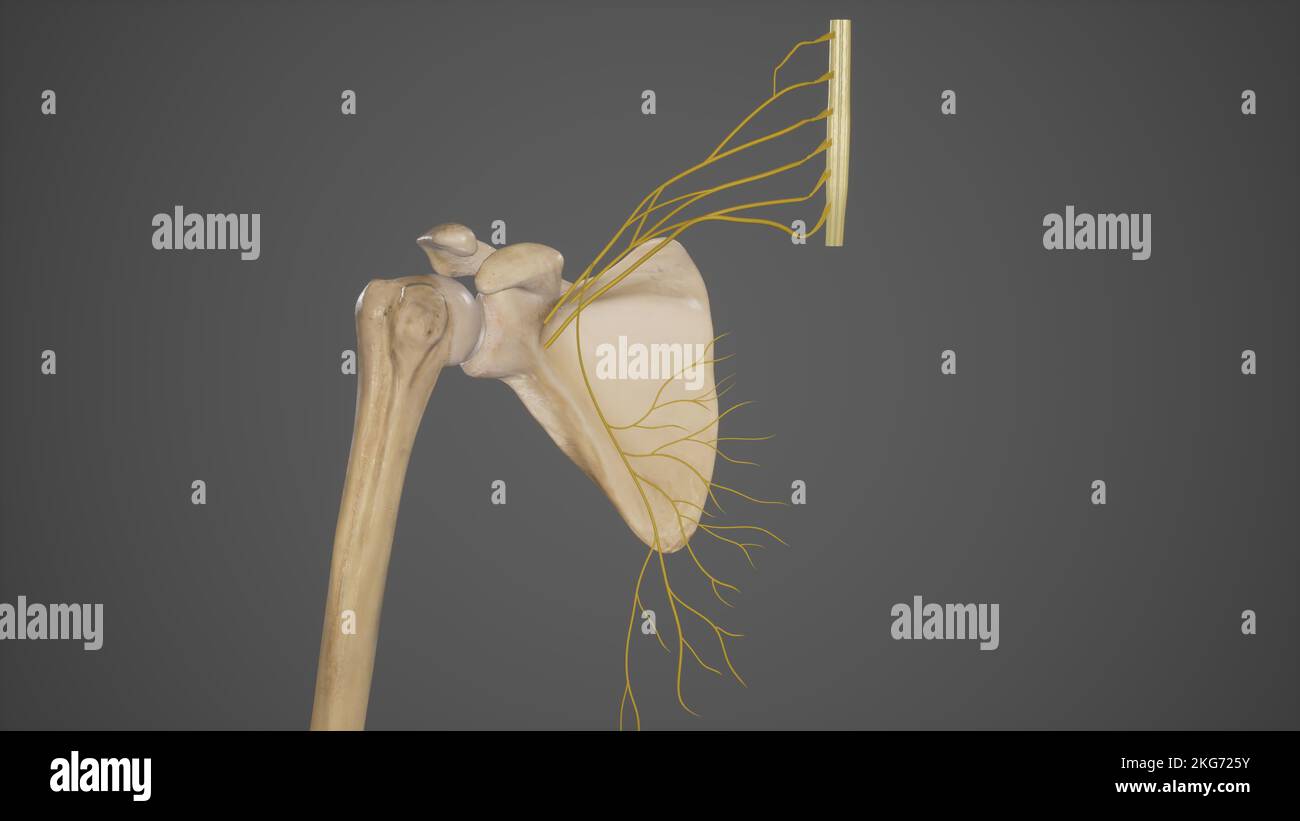 Nervio pectoral lateral -Fotos und -Bildmaterial in hoher Auflösung – Alamy
