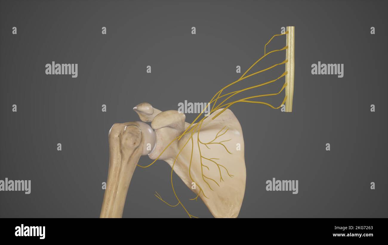 Hinterstrang des plexus brachialis -Fotos und -Bildmaterial in hoher ...