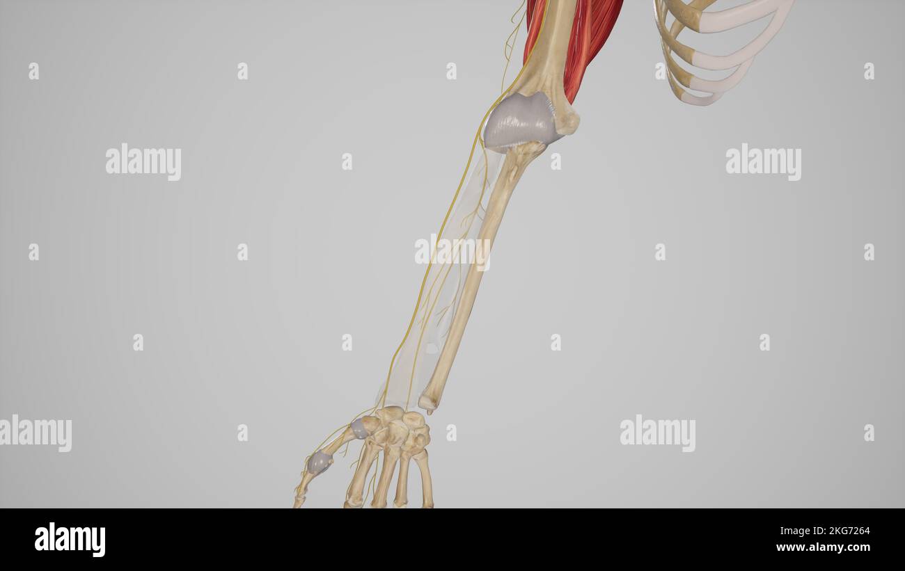 Kutane innervation des lateralen unterarms -Fotos und -Bildmaterial in ...