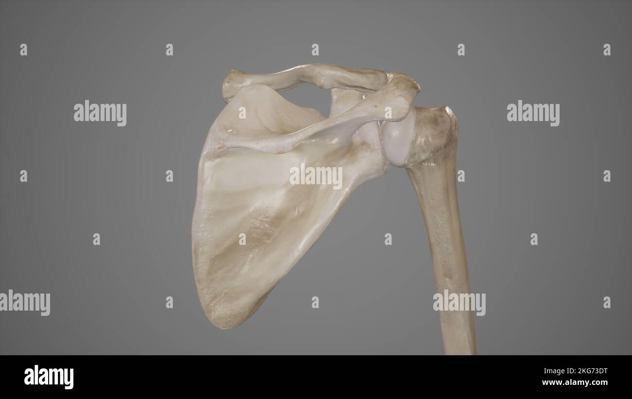 Schultergürtel anatomisch -Fotos und -Bildmaterial in hoher Auflösung ...