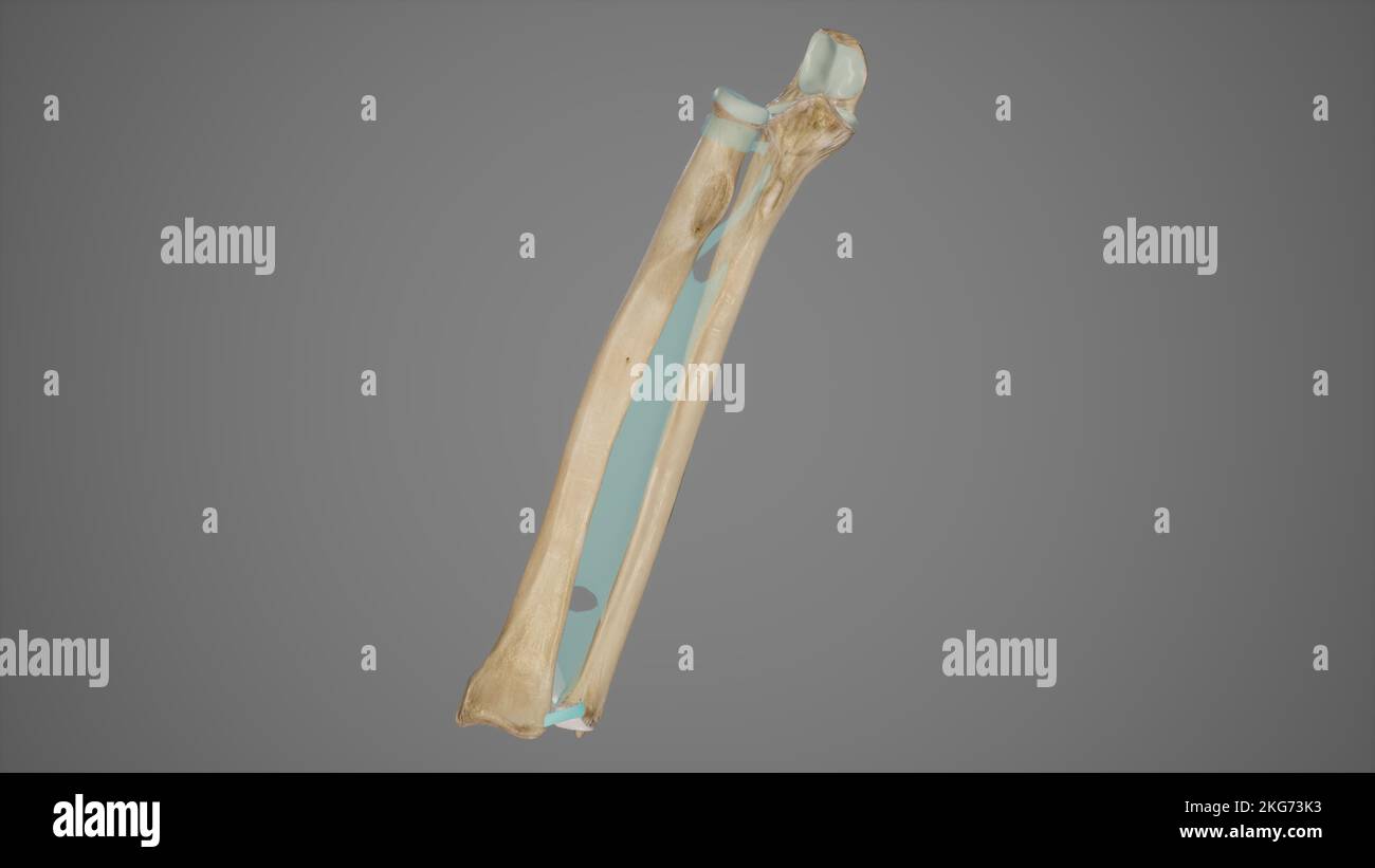 Olecranon prozess der ulna -Fotos und -Bildmaterial in hoher Auflösung ...