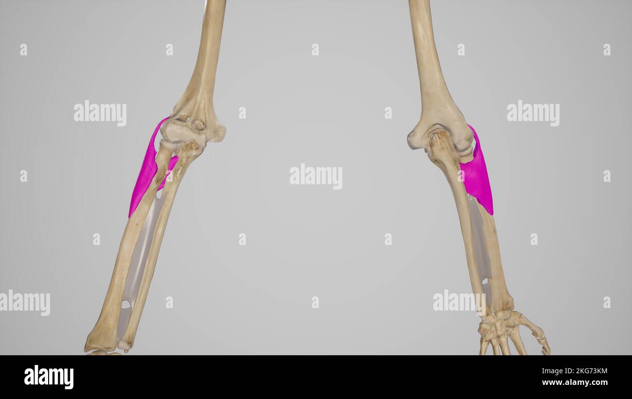 Supinator Anterior and Posterior View (Supinatoransicht anterior und ...